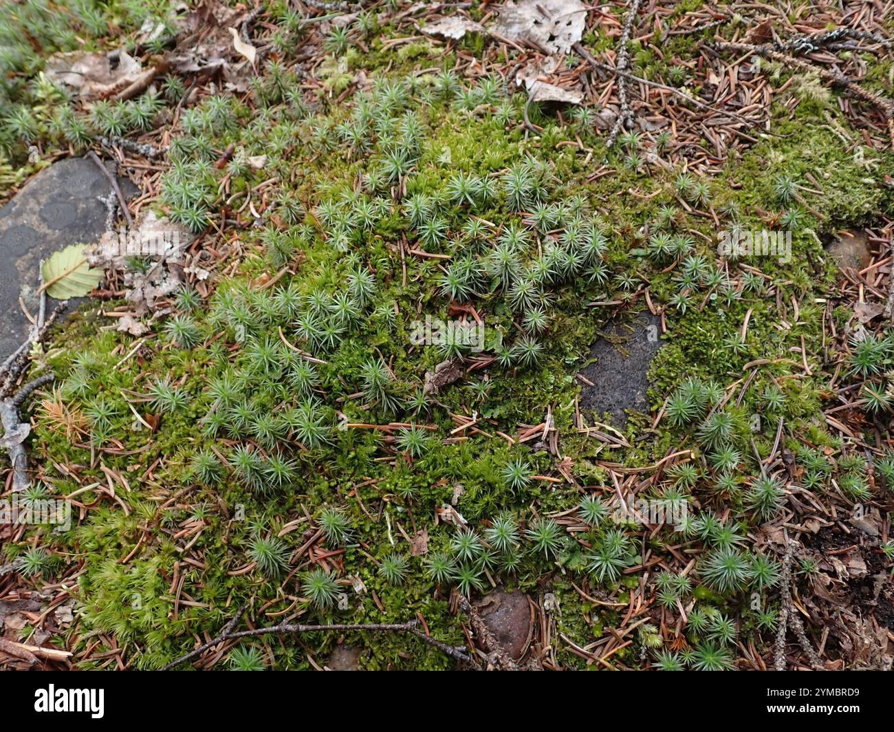 juniper haircap moss (Polytrichum juniperinum Stock Photo - Alamy