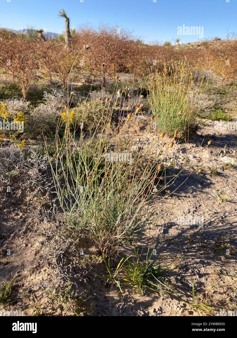 Rayless Greenthread (Thelesperma megapotamicum Stock Photo - Alamy