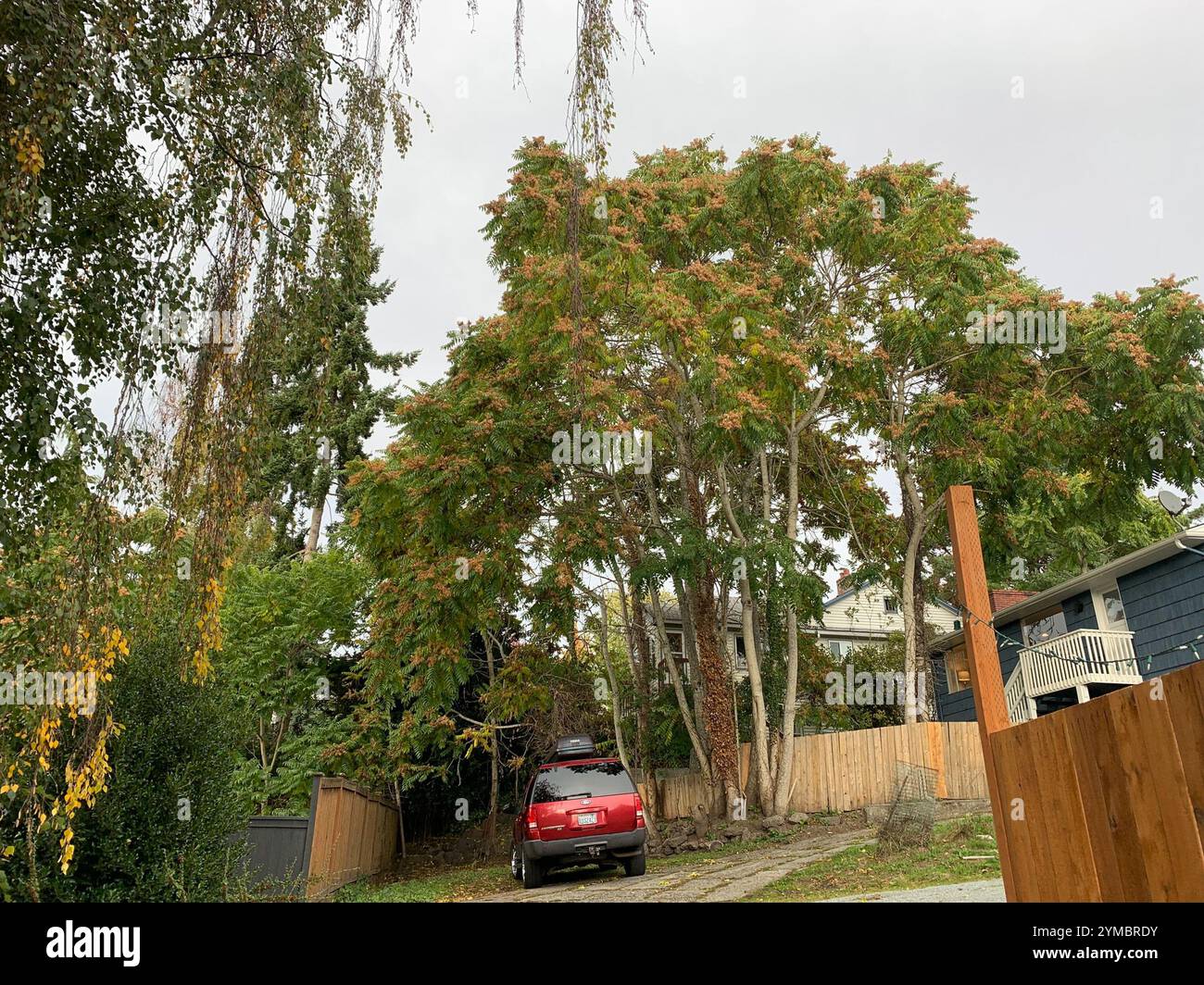 tree-of-heaven (Ailanthus altissima Stock Photo - Alamy