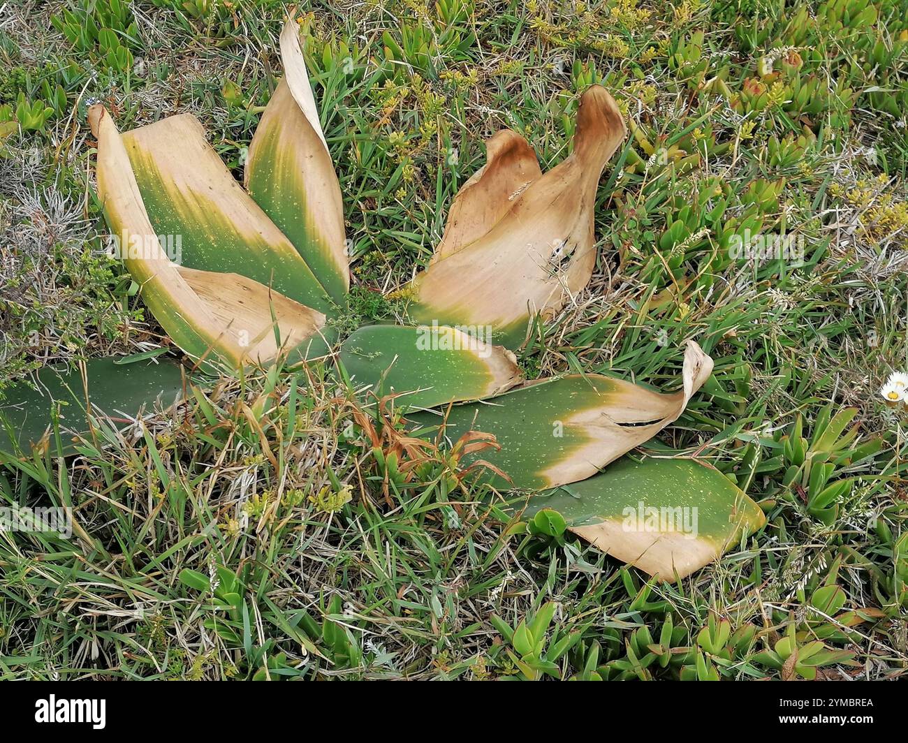 Candelabra lily hi-res stock photography and images - Alamy