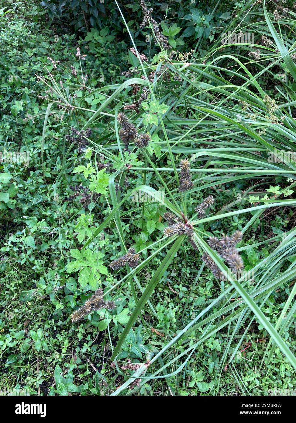 Swamp Flatsedge (Cyperus ligularis Stock Photo - Alamy