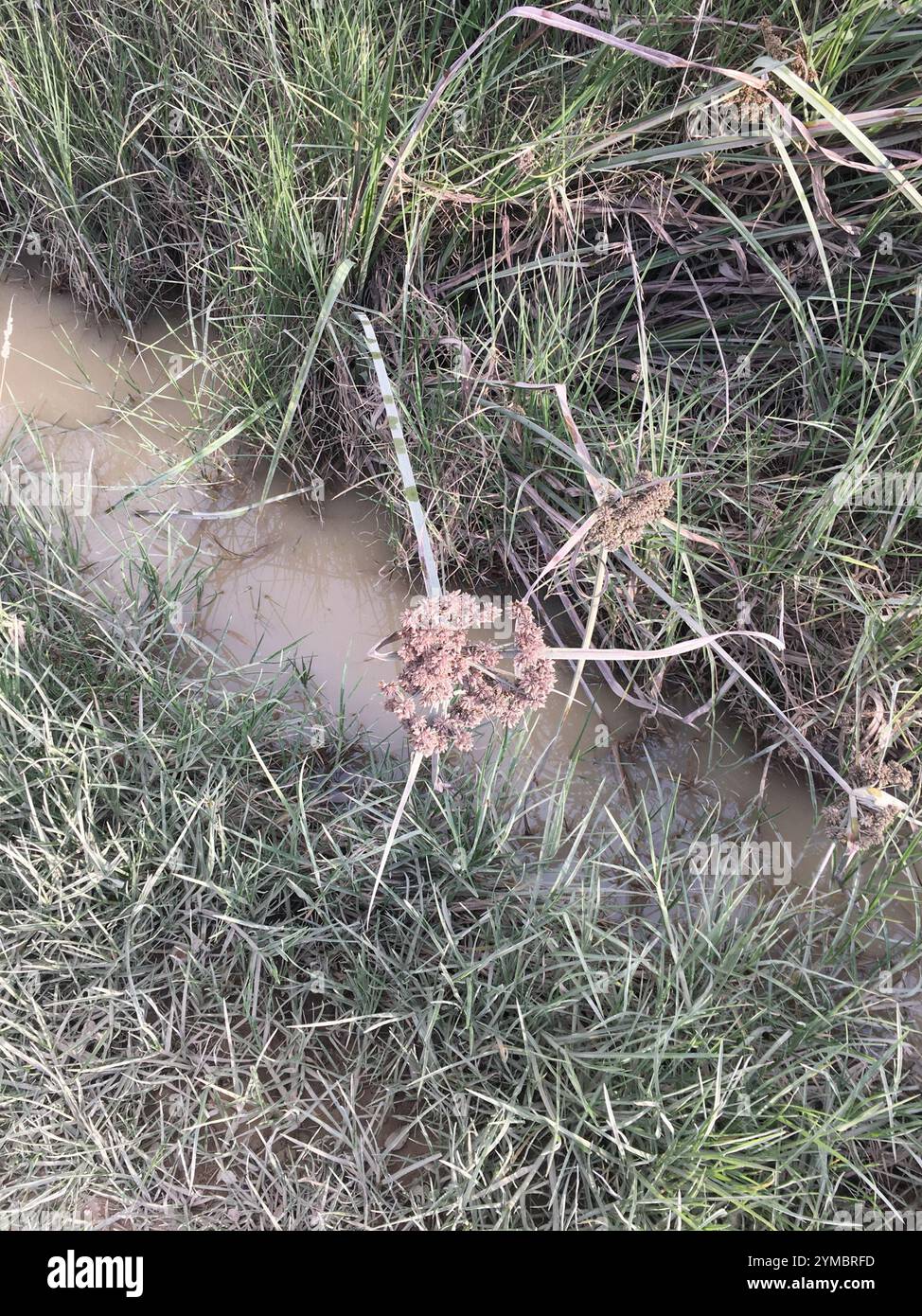 grasses, sedges, cattails, and allies (Poales Stock Photo - Alamy