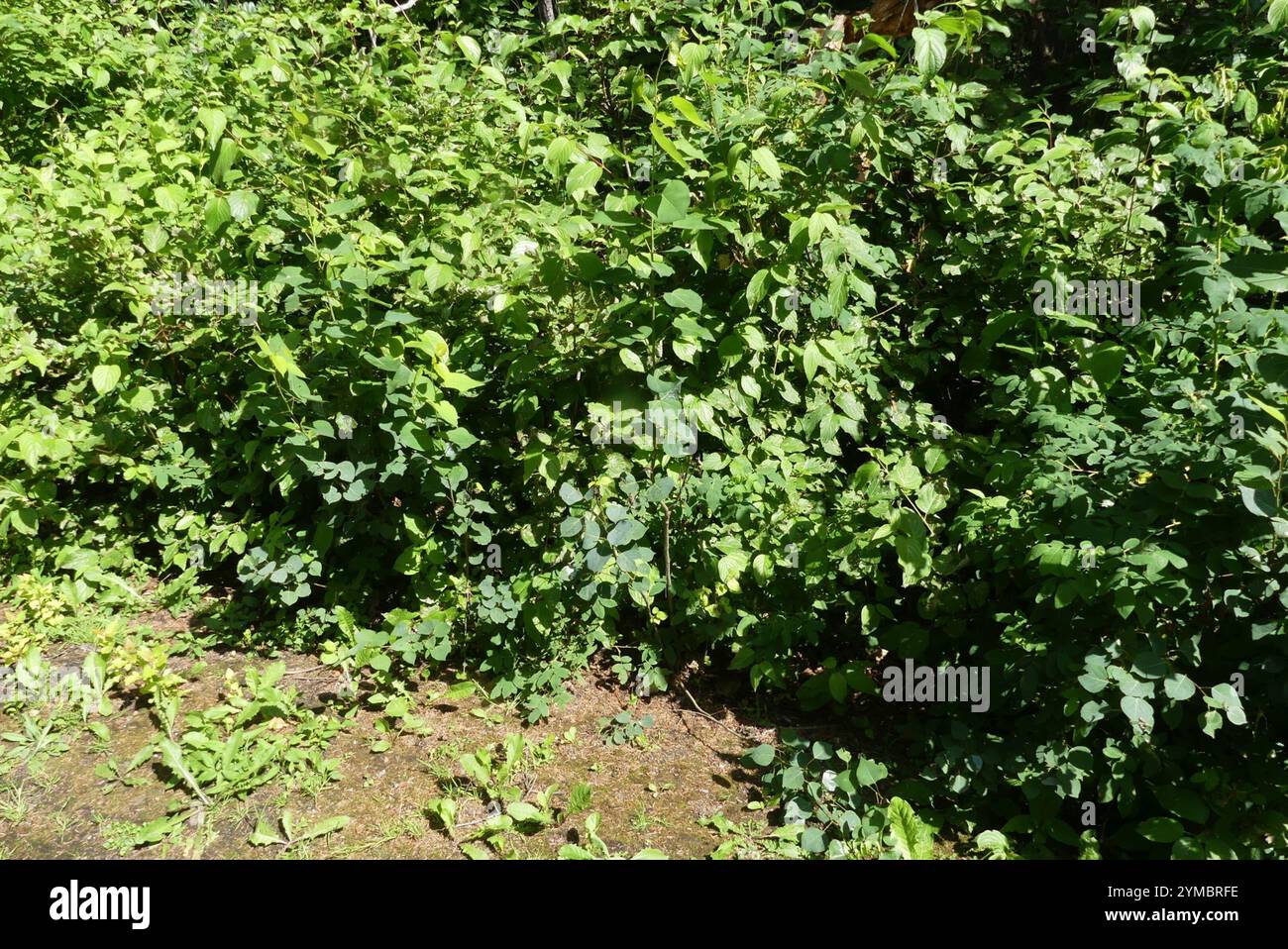 trembling aspen (Populus tremuloides Stock Photo - Alamy