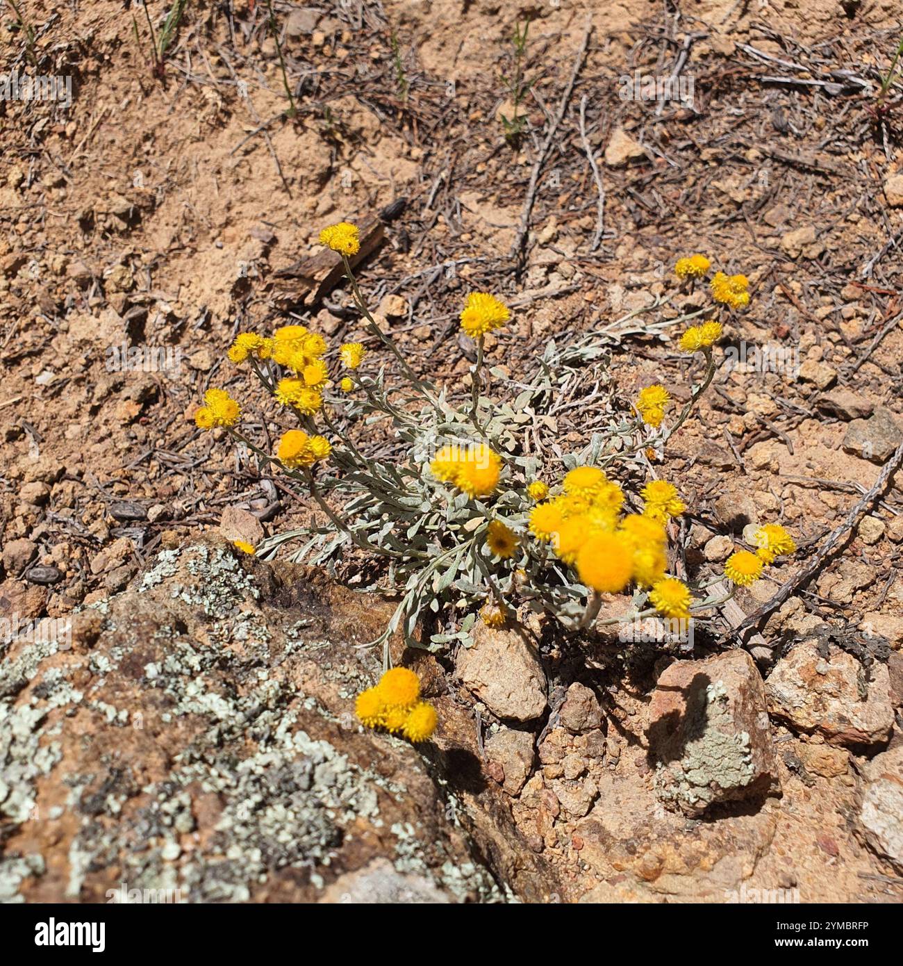 Common Everlasting (Chrysocephalum apiculatum Stock Photo - Alamy