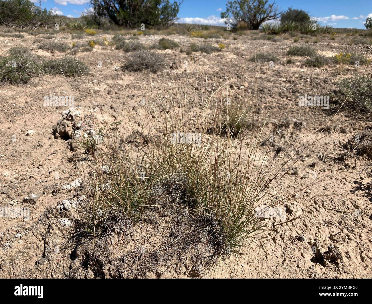 gypsum dropseed (Sporobolus nealleyi Stock Photo - Alamy