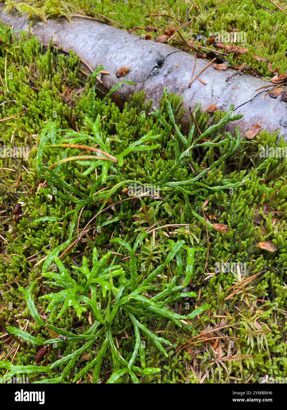 northern ground-cedar (Diphasiastrum complanatum Stock Photo - Alamy