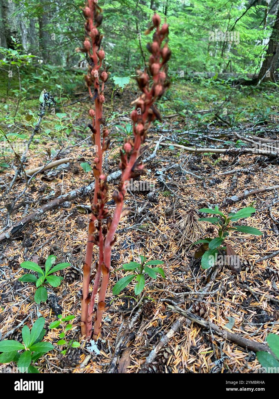 pinesap (Monotropa hypopitys Stock Photo - Alamy