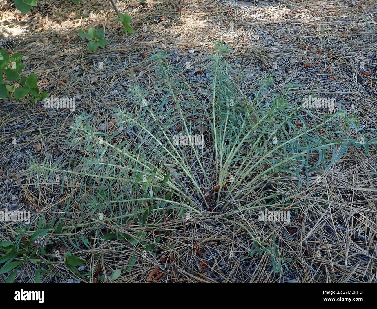 western stoneseed (Lithospermum ruderale Stock Photo - Alamy