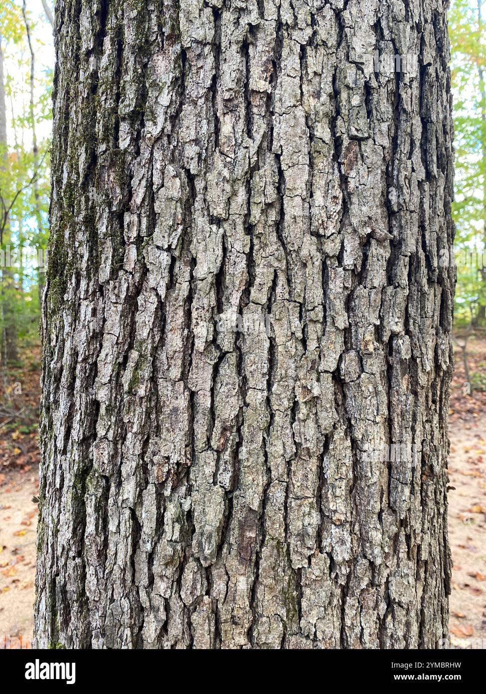 white oak (Quercus alba Stock Photo - Alamy