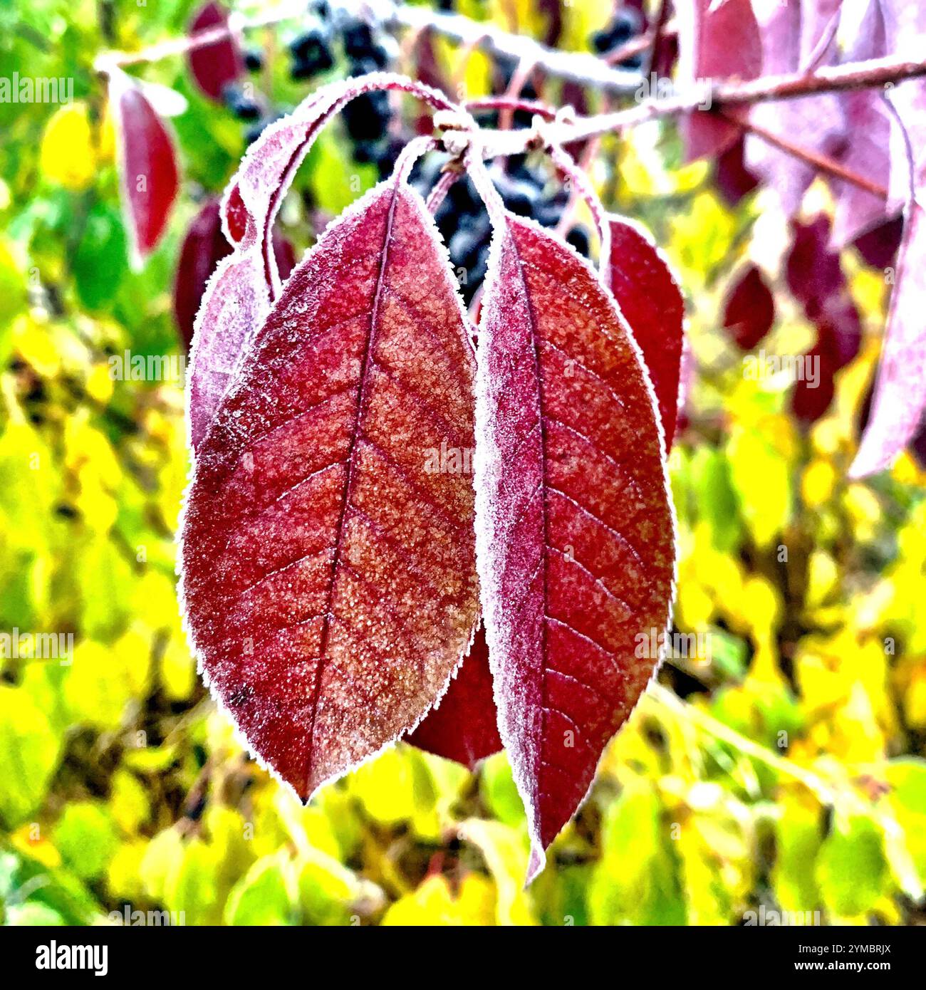 chokecherry (Prunus virginiana Stock Photo - Alamy