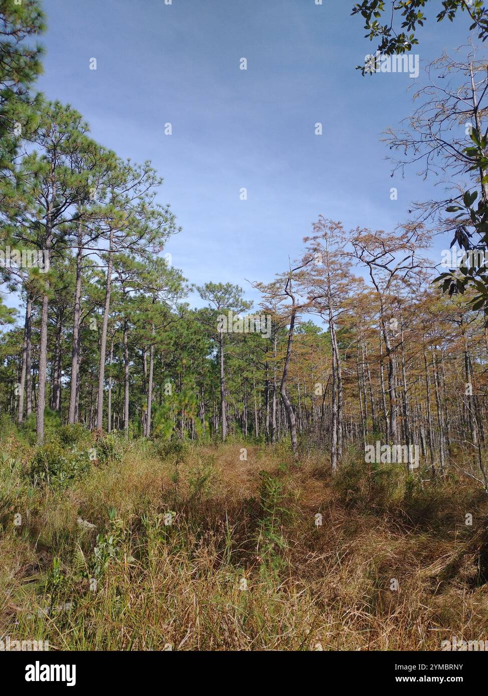 longleaf pine (Pinus palustris Stock Photo - Alamy