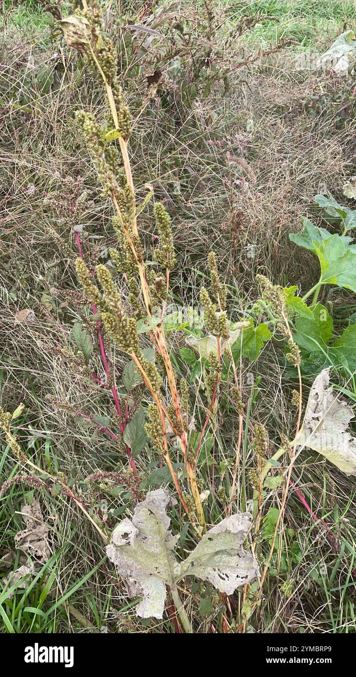 Amaranthus palmeri hi-res stock photography and images - Alamy