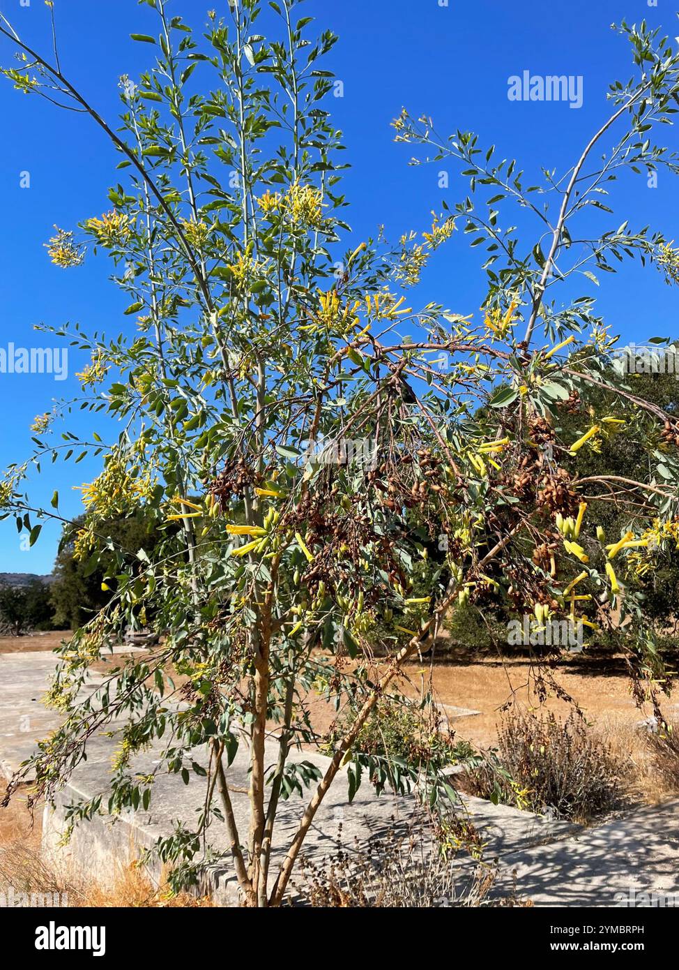 tree tobacco (Nicotiana glauca Stock Photo - Alamy