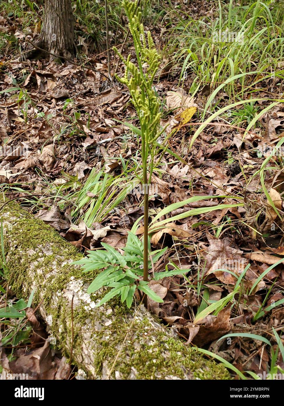 Cutleaf Grapefern (Sceptridium dissectum Stock Photo - Alamy