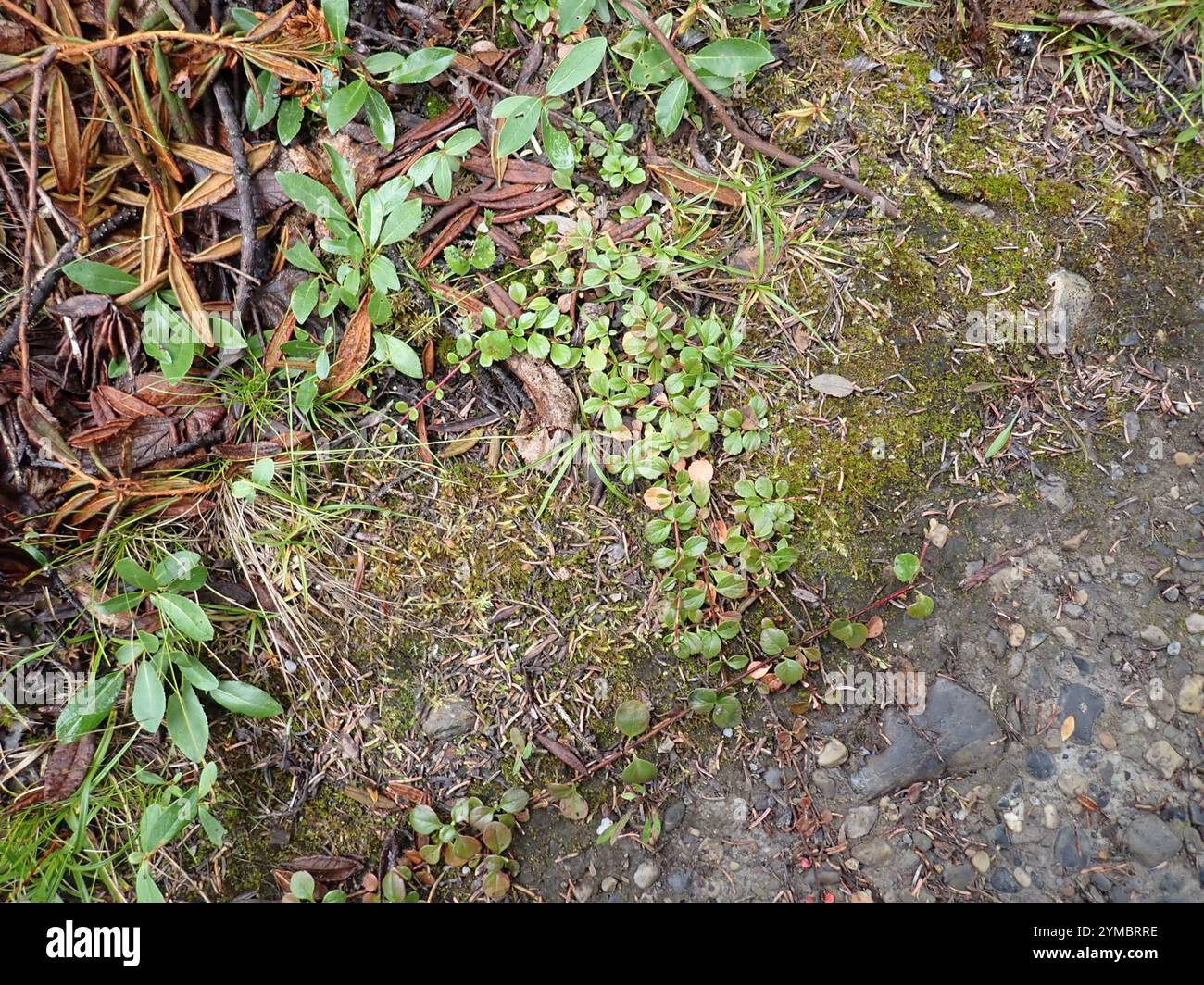 Twinflower (Linnaea borealis Stock Photo - Alamy