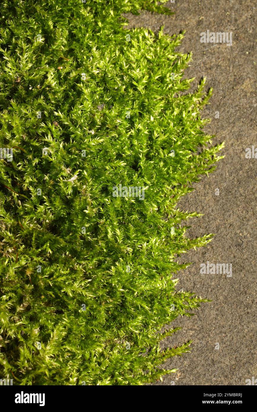 Rough-stalked Feather-moss (Brachythecium rutabulum Stock Photo - Alamy