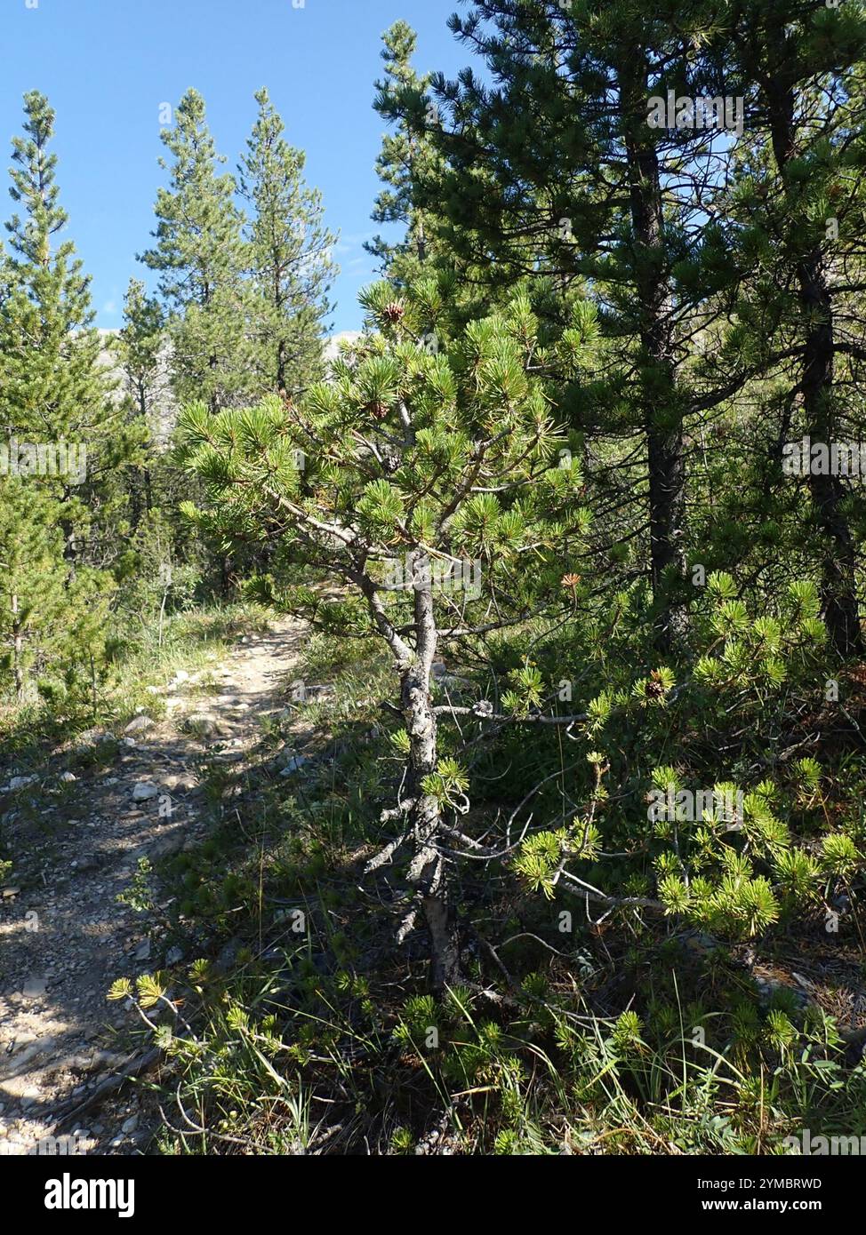 lodgepole pine (Pinus contorta Stock Photo - Alamy