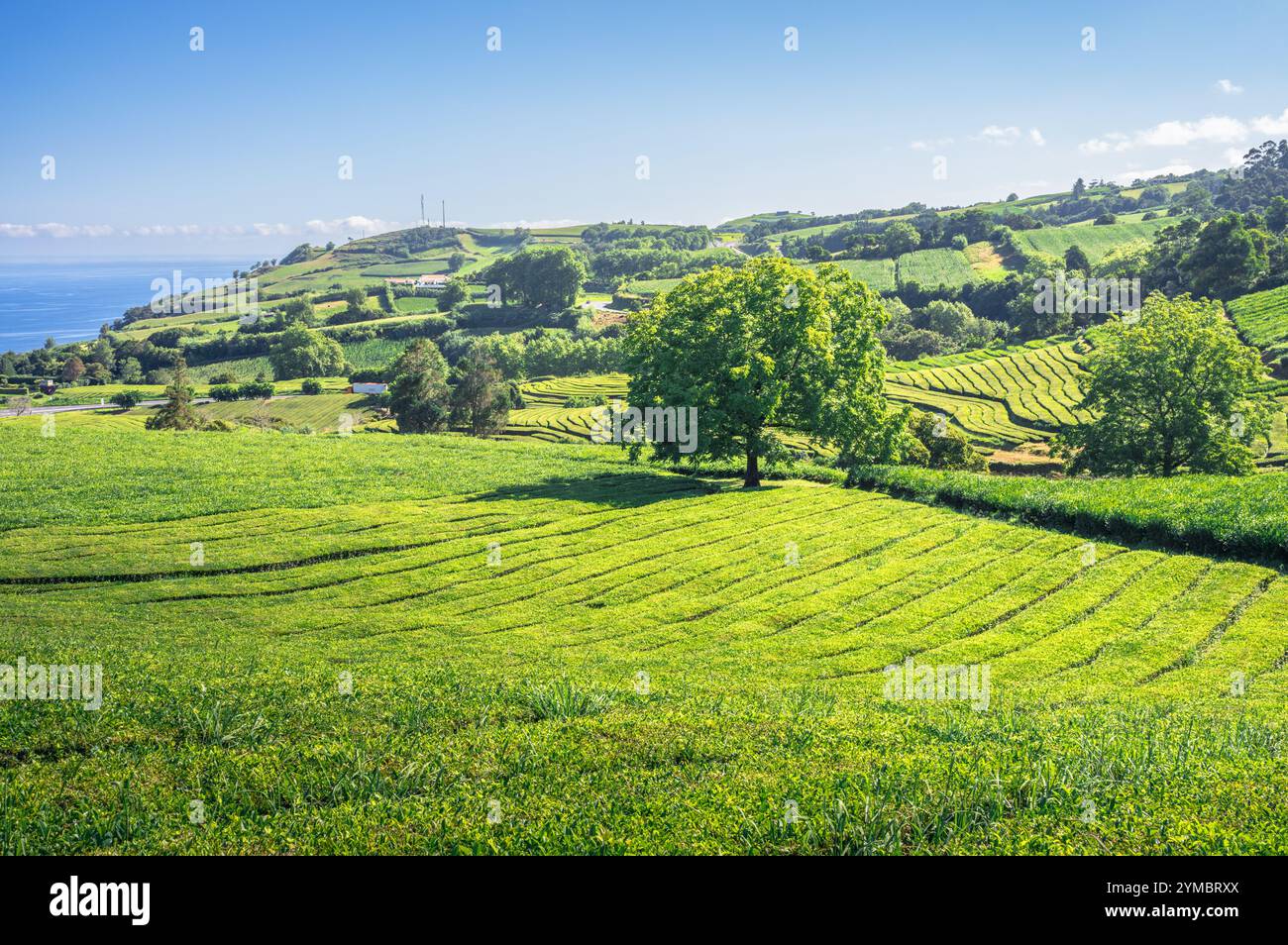 Drone view gorreana tea hi-res stock photography and images - Alamy