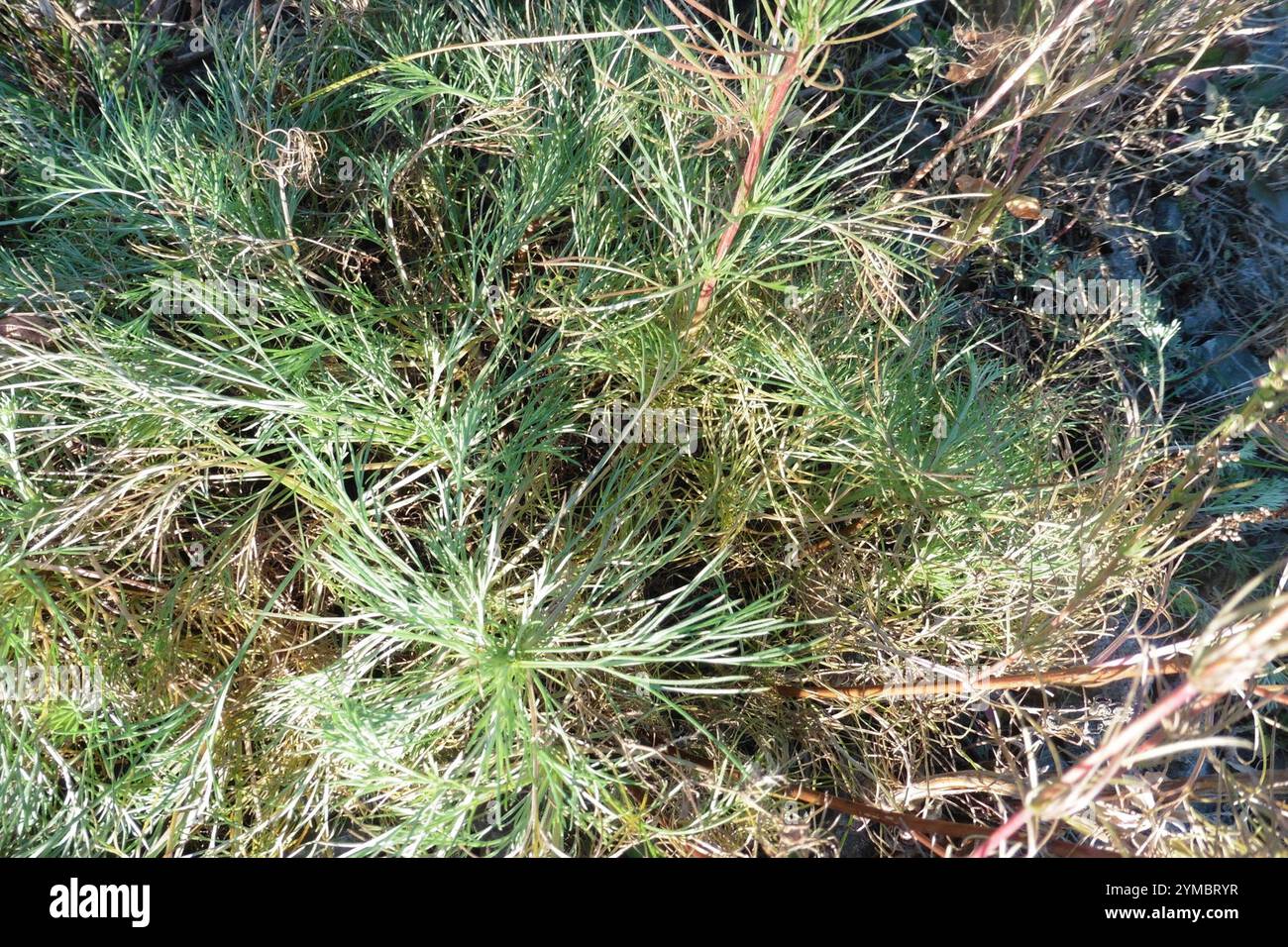 Field Sagewort (Artemisia campestris Stock Photo - Alamy