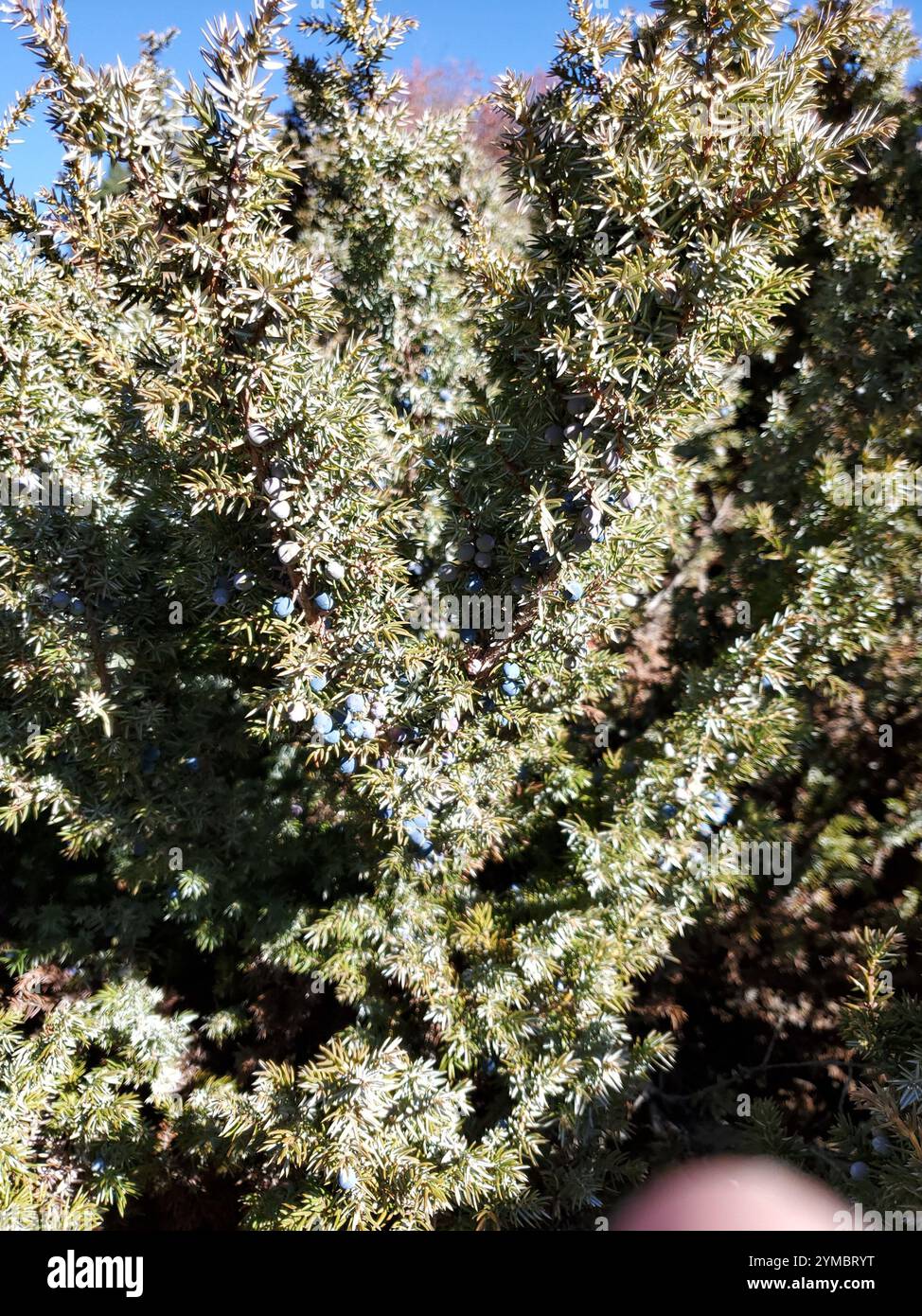 common juniper (Juniperus communis Stock Photo - Alamy