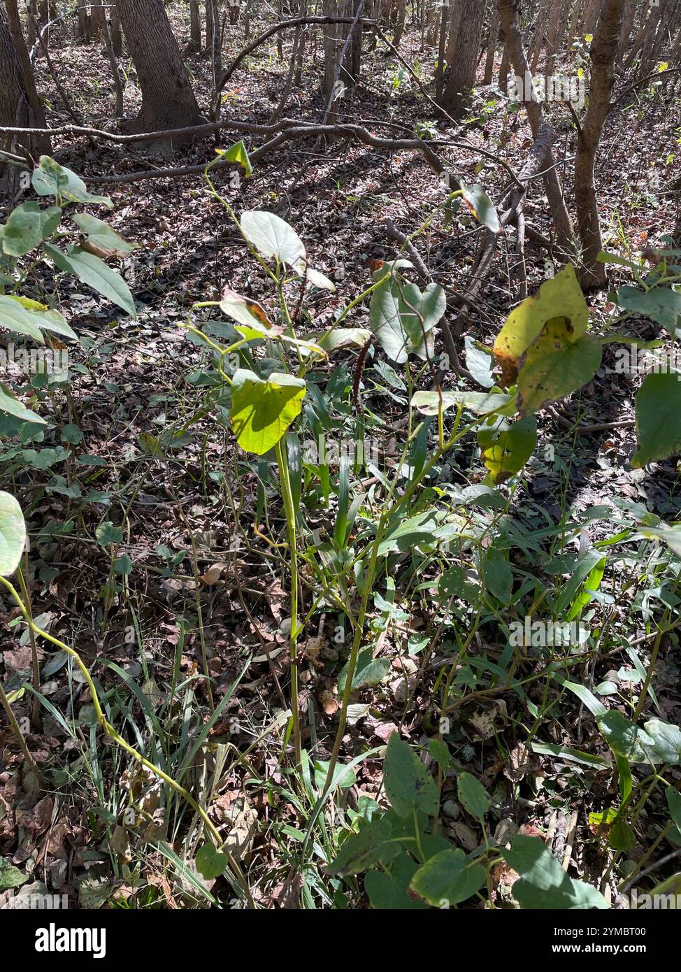 lizard's tail (Saururus cernuus Stock Photo - Alamy