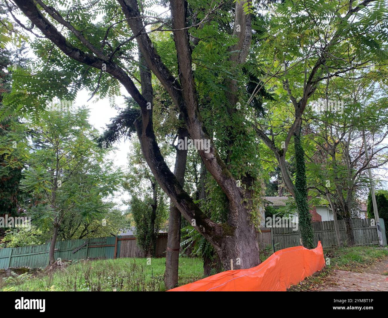 tree-of-heaven (Ailanthus altissima Stock Photo - Alamy