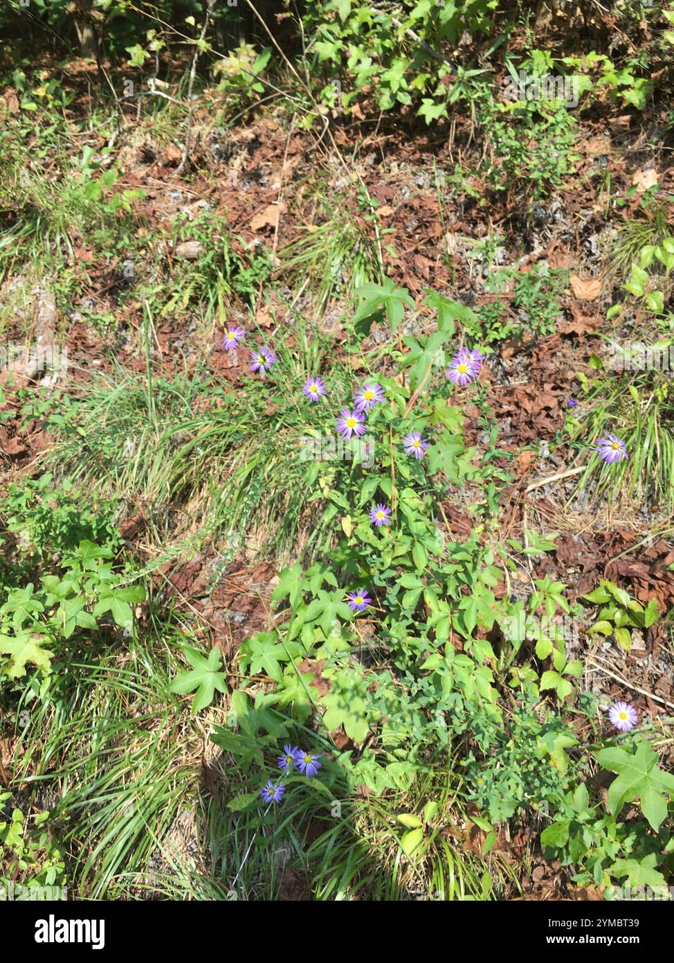 late purple aster (Symphyotrichum patens Stock Photo - Alamy