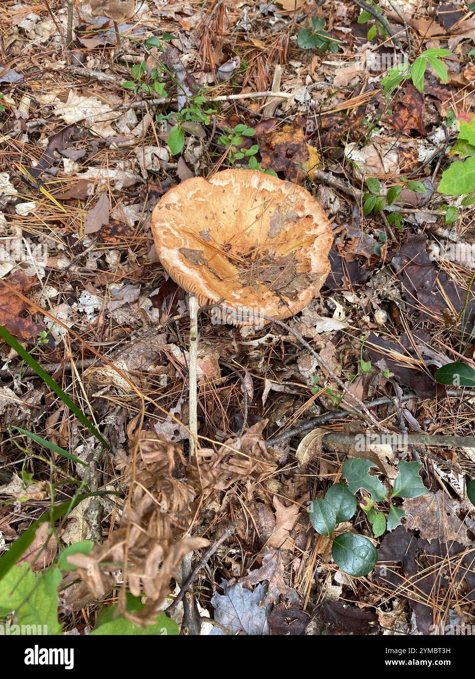 Short-stemmed Russula (Russula brevipes Stock Photo - Alamy