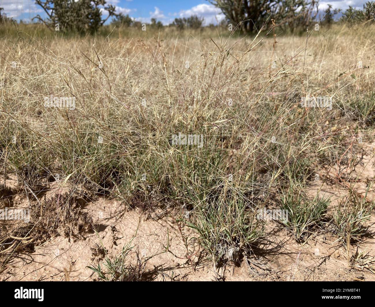 burrograss (Scleropogon brevifolius Stock Photo - Alamy