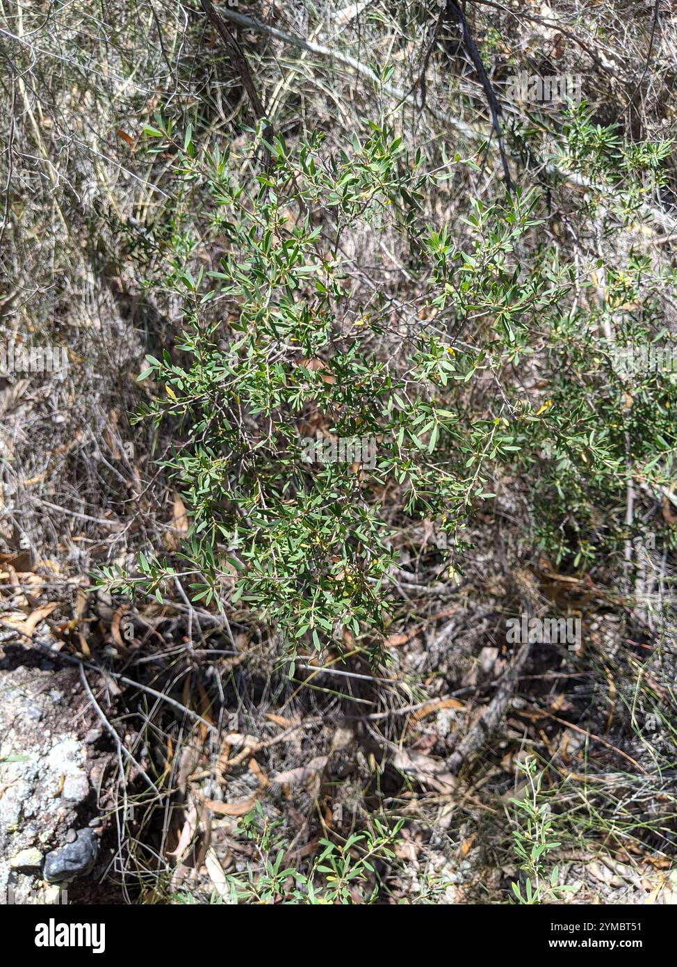 Paperbark Tea Tree (Gaudium trinervium Stock Photo - Alamy