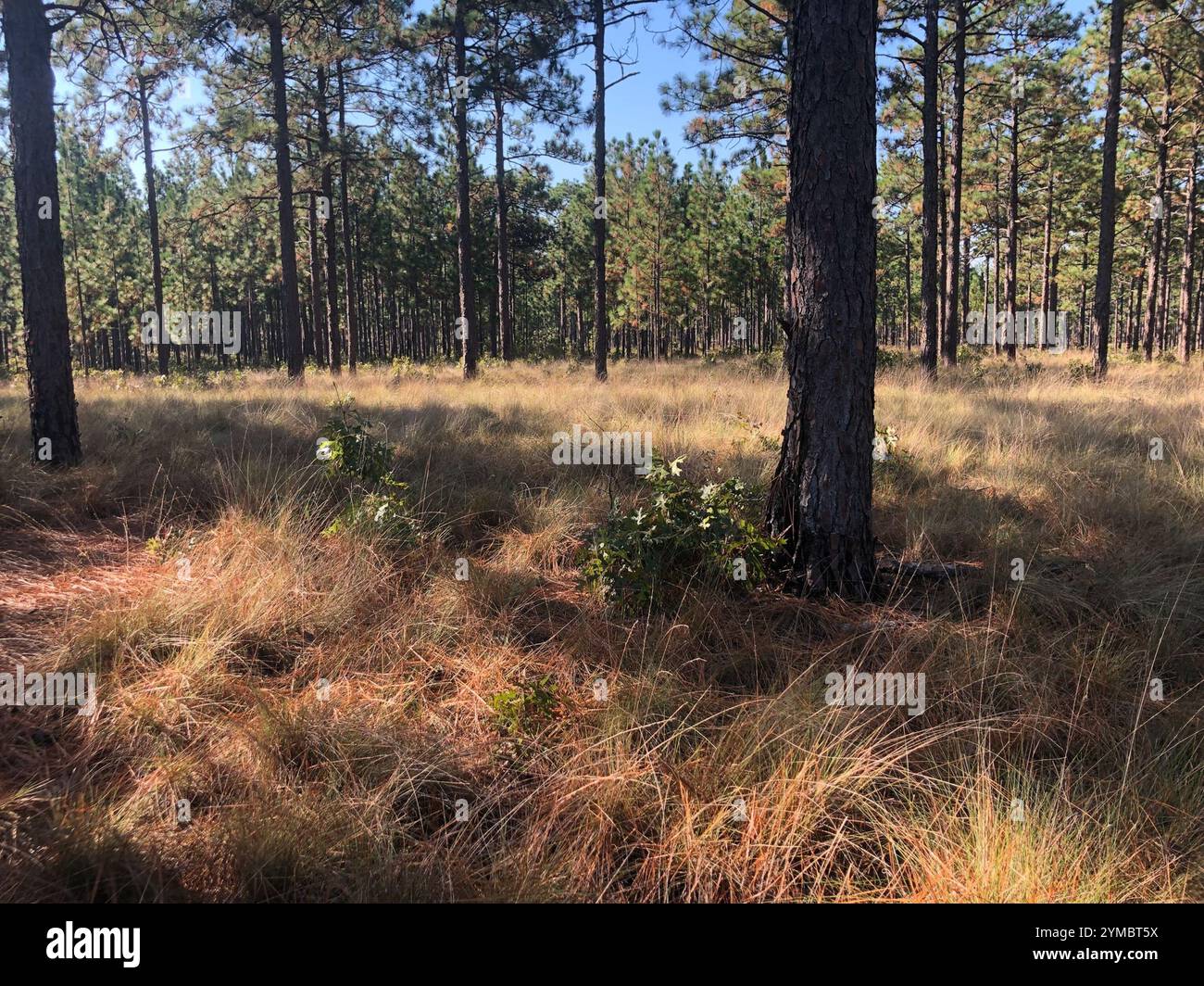 longleaf pine (Pinus palustris Stock Photo - Alamy