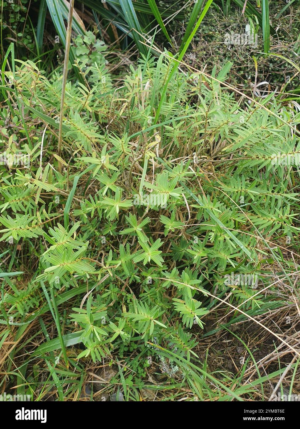Tree Hebe (Veronica parviflora Stock Photo - Alamy