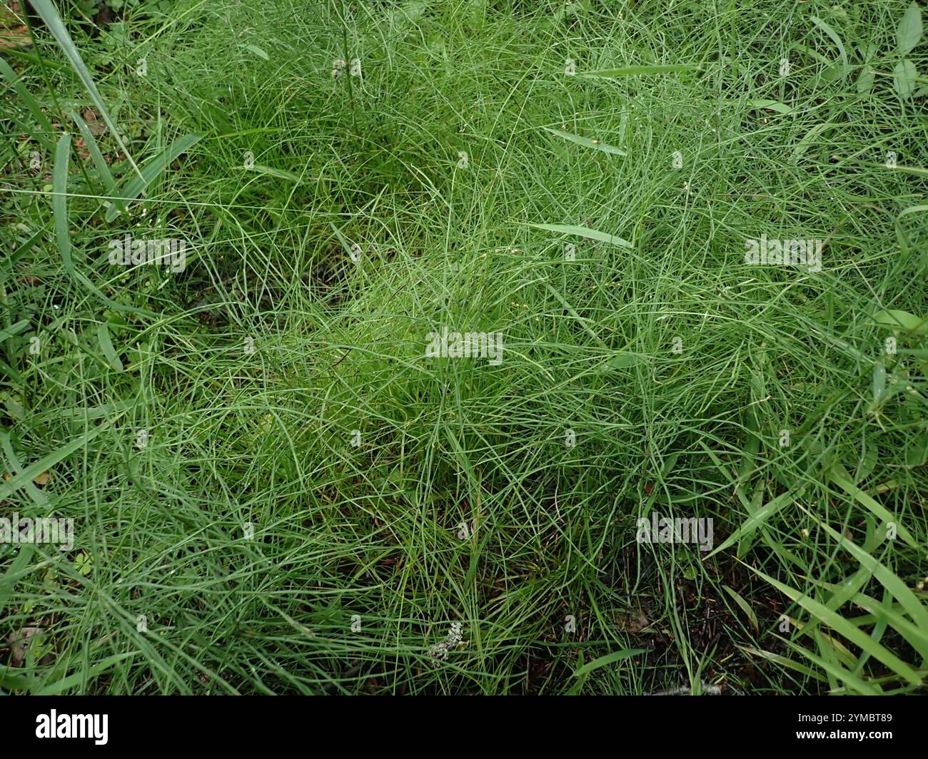 true sedges (Carex Stock Photo - Alamy