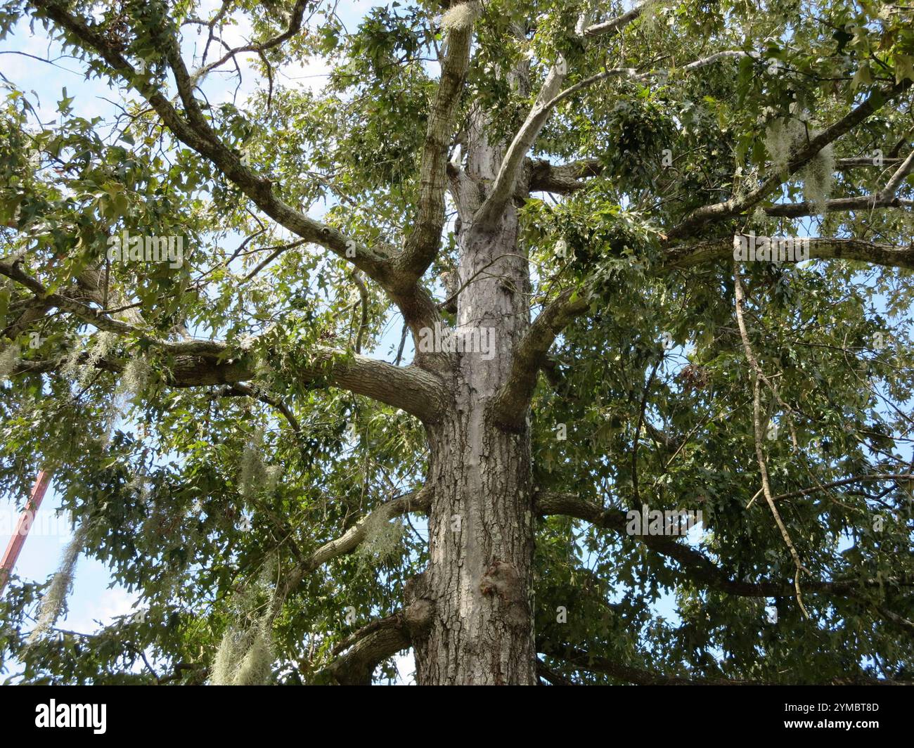 black oak (Quercus velutina Stock Photo - Alamy