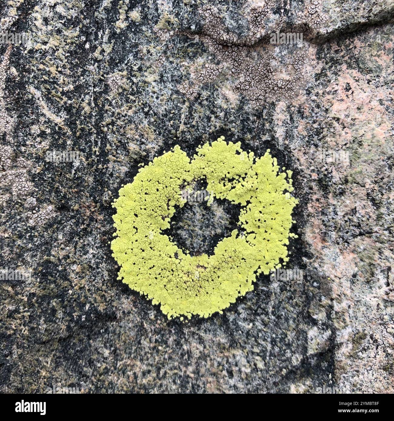 yellow map lichen (Rhizocarpon geographicum Stock Photo - Alamy