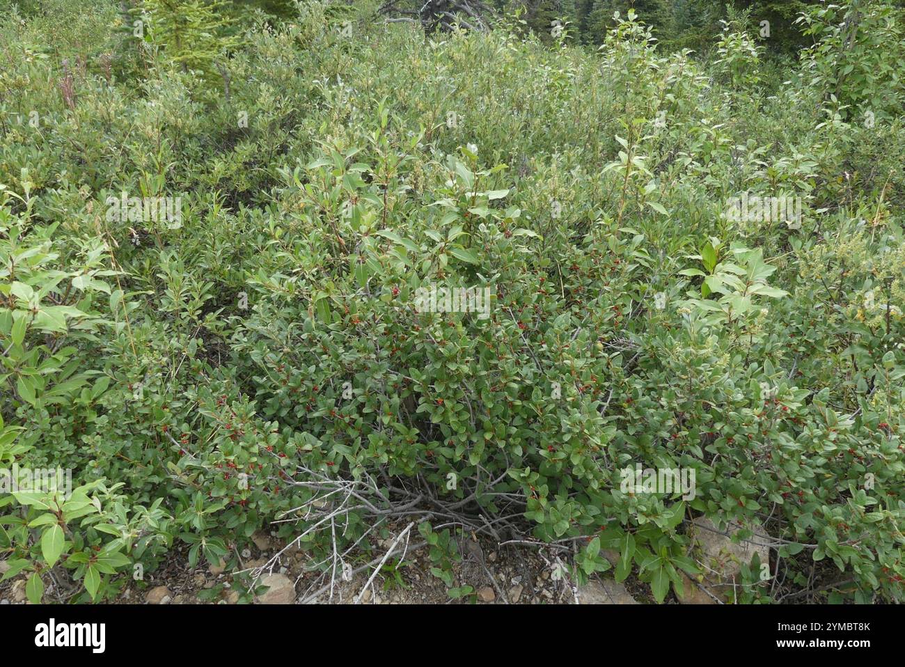 Canadian buffalo-berry (Shepherdia canadensis Stock Photo - Alamy