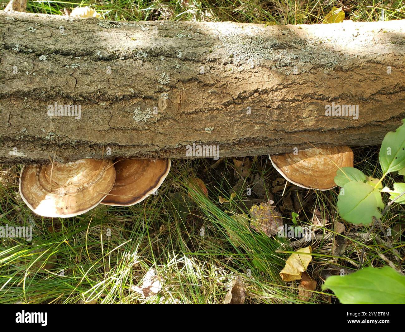 artist's bracket (Ganoderma applanatum Stock Photo - Alamy