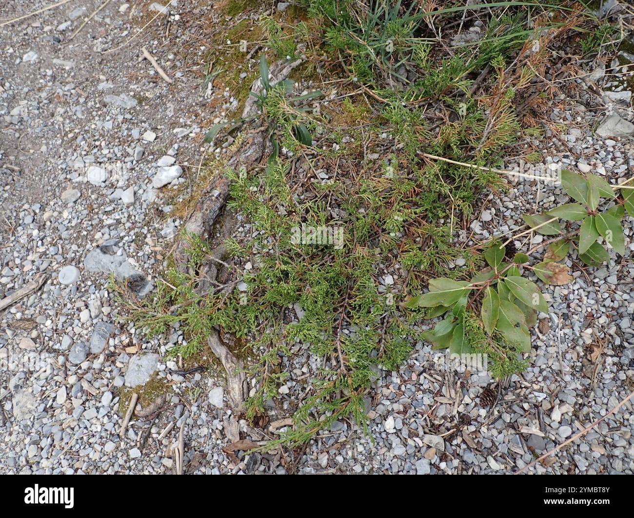 creeping juniper (Juniperus horizontalis Stock Photo - Alamy