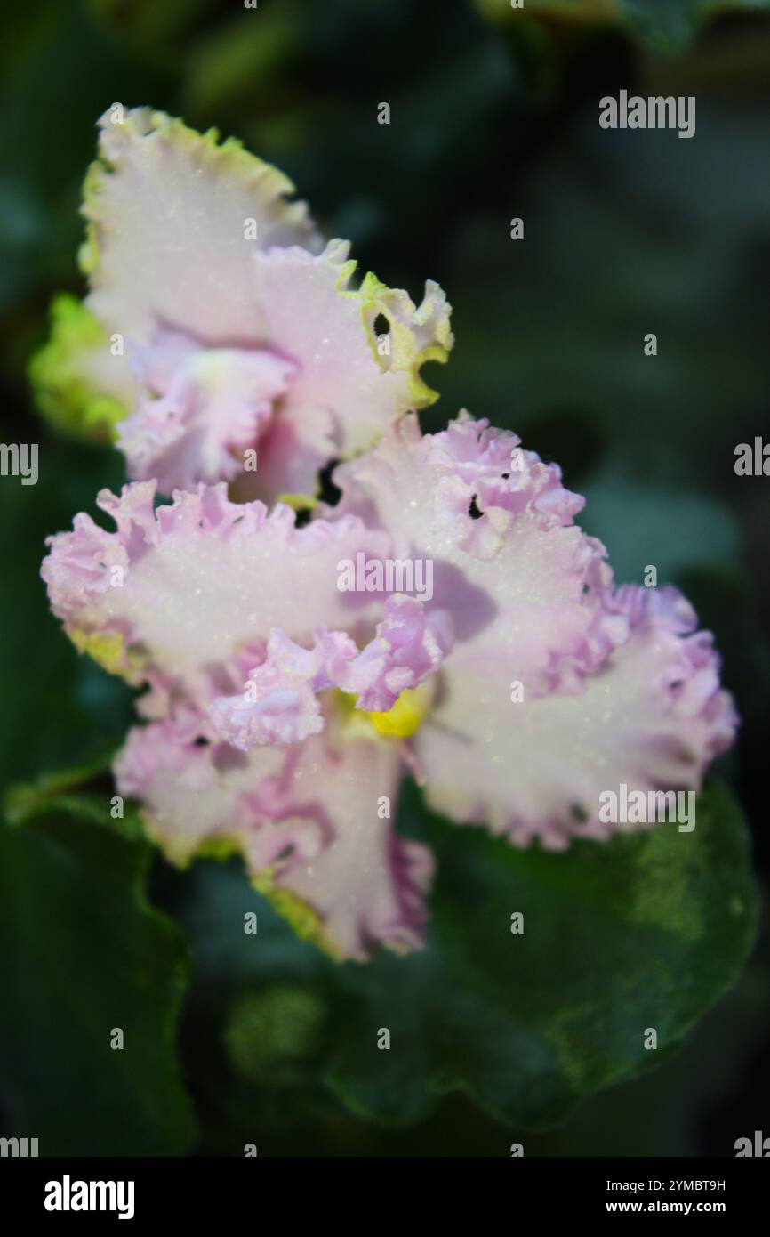 Beautiful house flowers, curly pink violets with dark green leaves ...