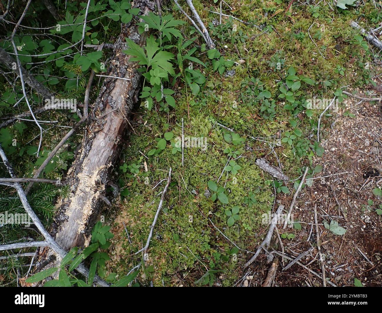 Ostrich-plume Moss (Ptilium crista-castrensis Stock Photo - Alamy