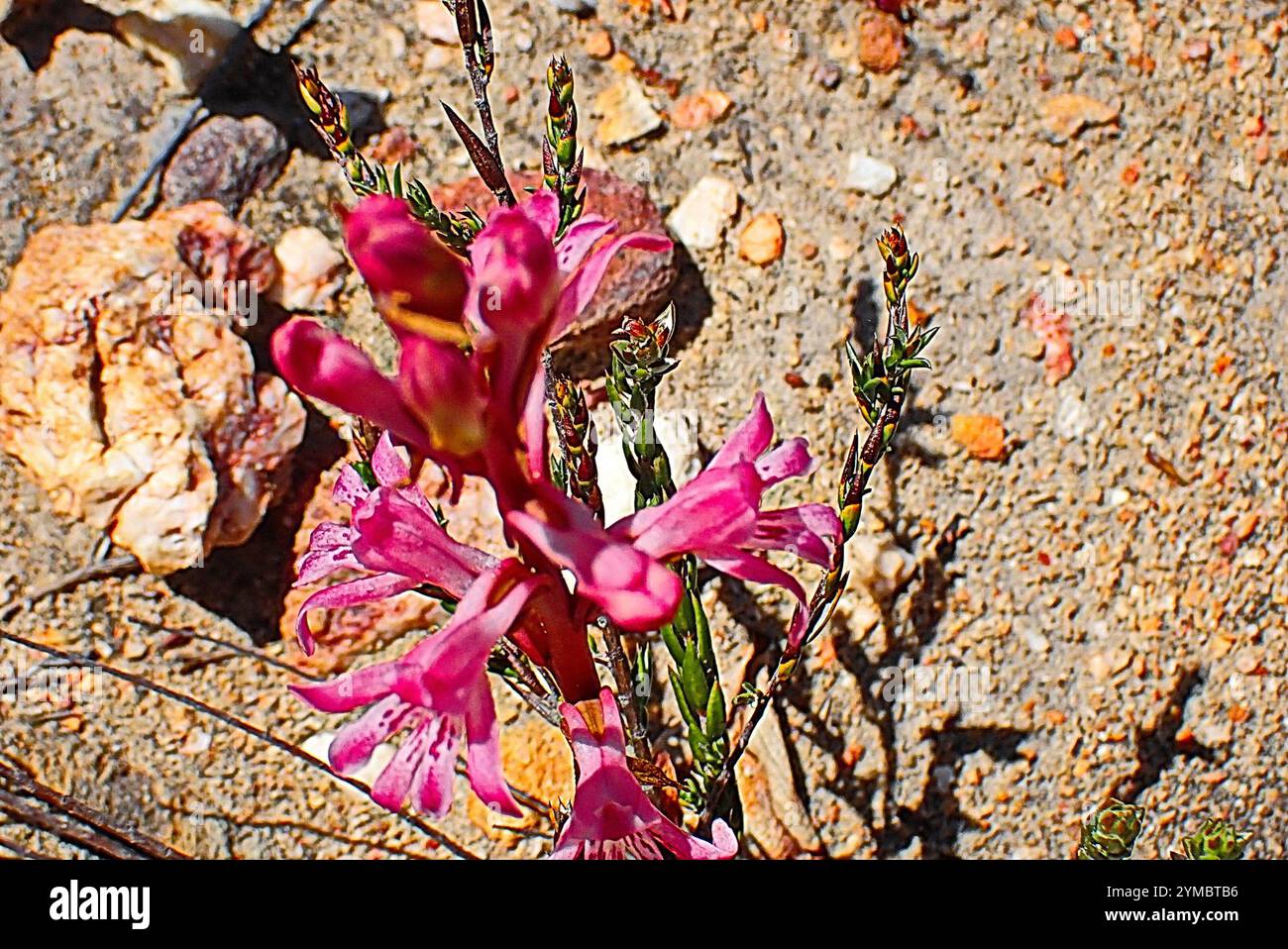 Small Pink Satyre (Satyrium erectum Stock Photo - Alamy