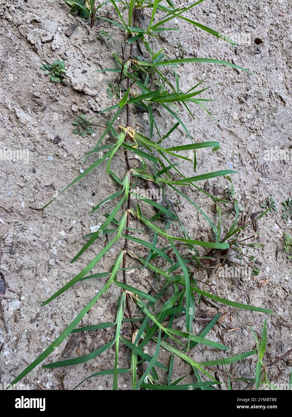Saint Augustine grass (Stenotaphrum secundatum Stock Photo - Alamy
