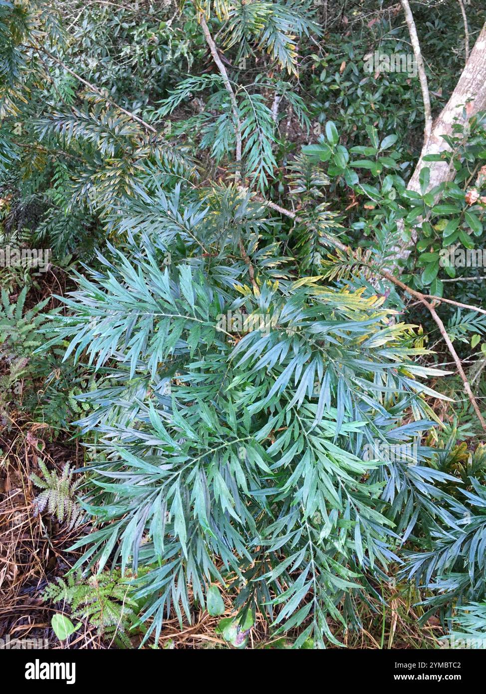 silk oak (Grevillea robusta Stock Photo - Alamy