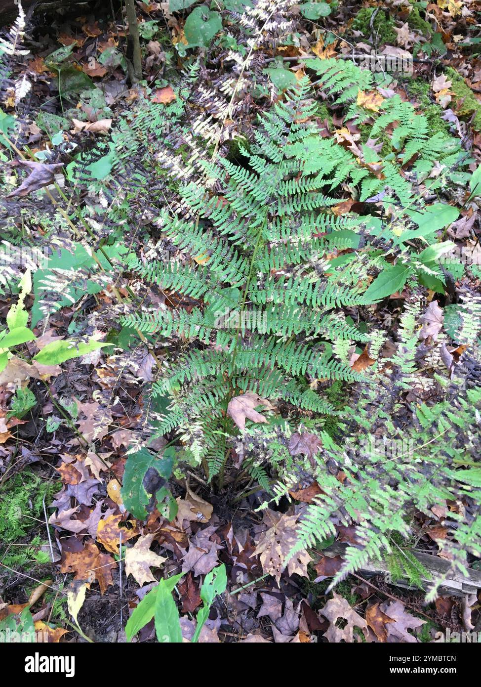 northern lady fern (Athyrium angustum Stock Photo - Alamy