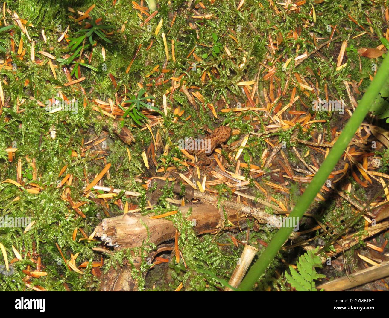 Western Toad (Anaxyrus boreas Stock Photo - Alamy