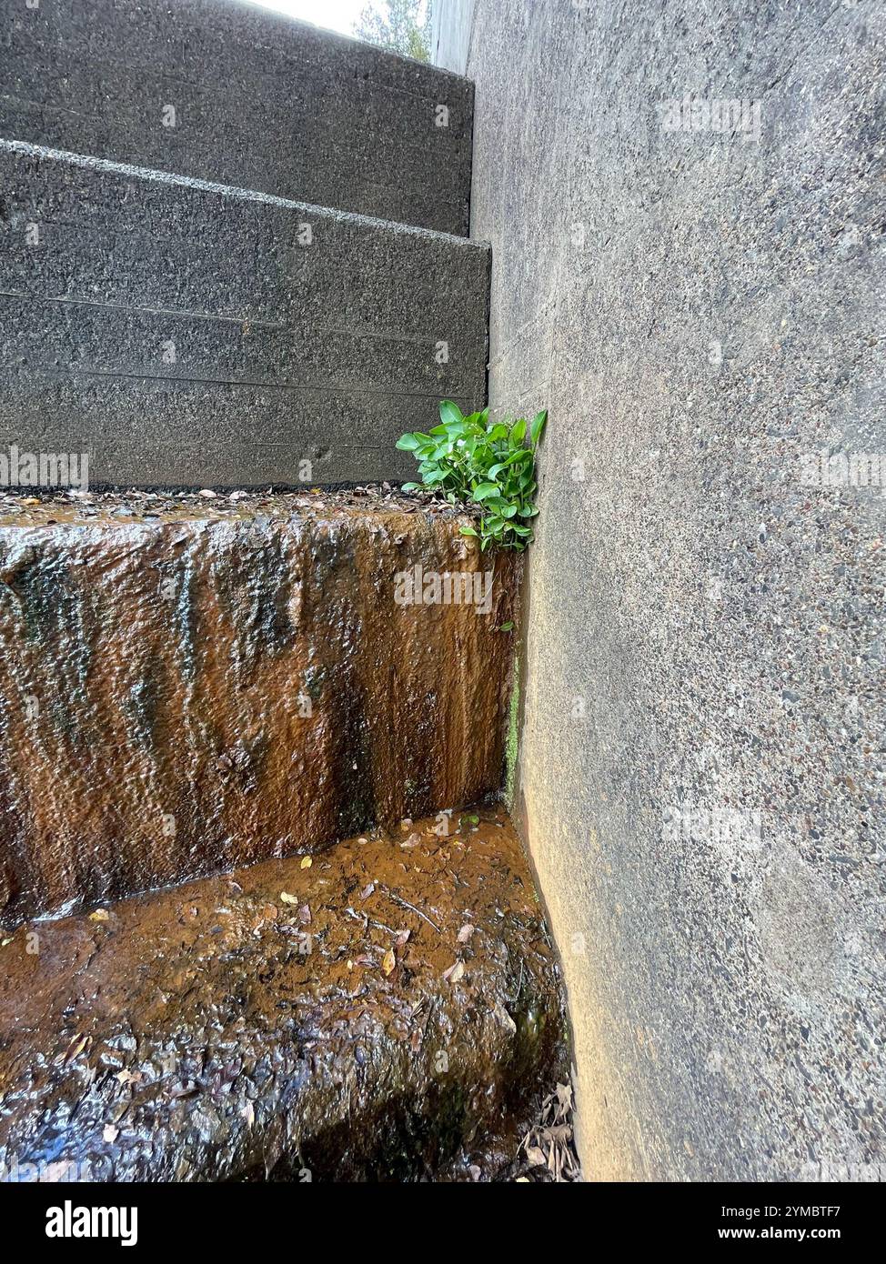 Delta Arrowhead (Sagittaria platyphylla Stock Photo - Alamy