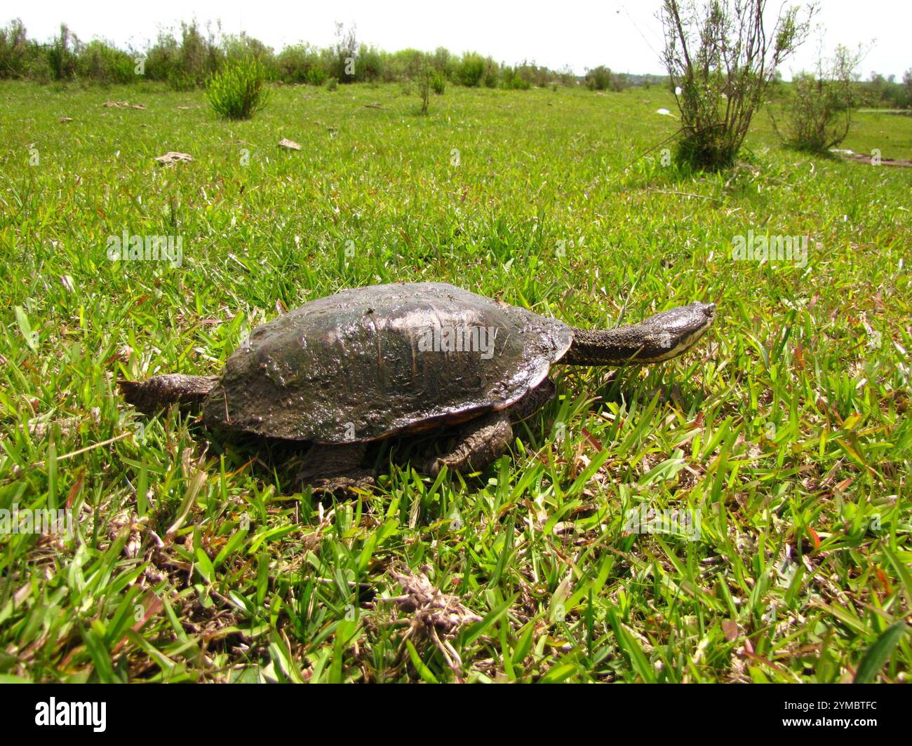 South-American Snake-headed Turtle (Hydromedusa tectifera Stock Photo ...