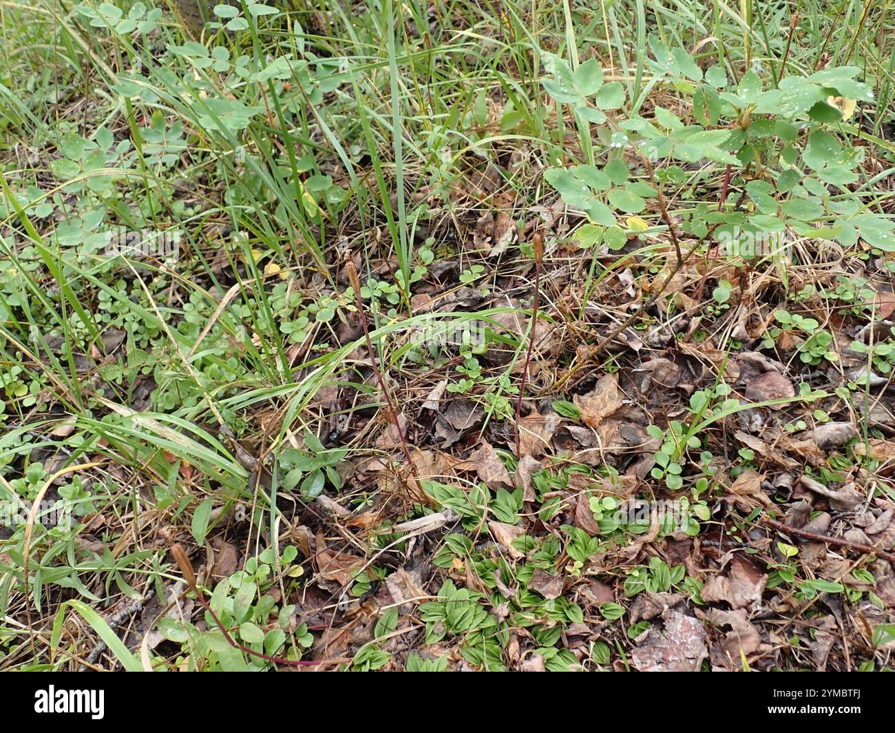 Eastern Fairy-slipper (Calypso bulbosa americana Stock Photo - Alamy