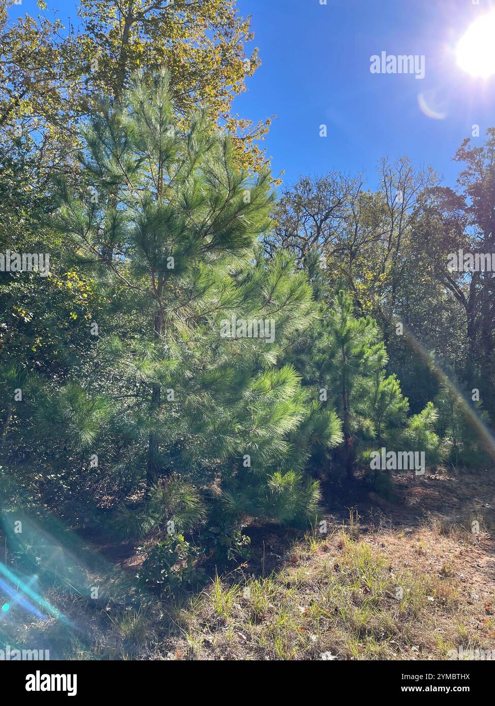 loblolly pine (Pinus taeda Stock Photo - Alamy