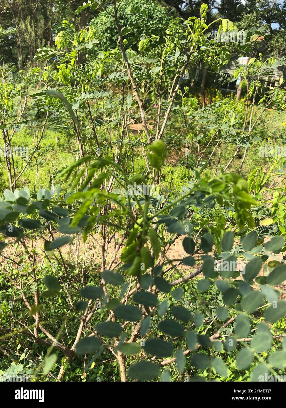 Golden-ball Lead Tree (Leucaena retusa Stock Photo - Alamy